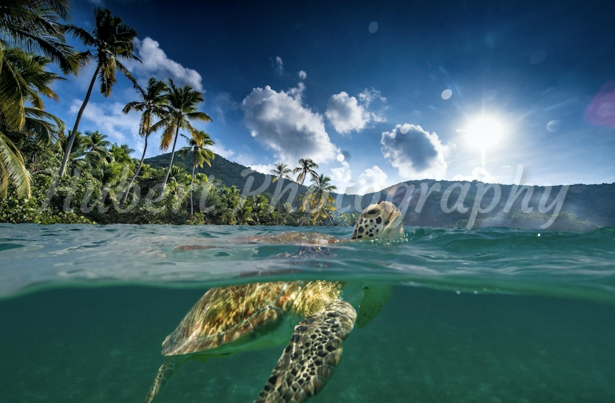 Maho Turtle, St John, USVI Metal Photo – St John Experience Gallery