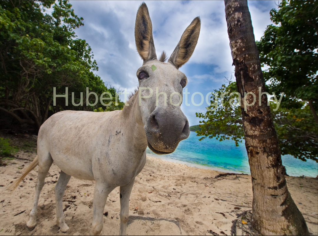 Goofy Donkey at the Beach in St John – St John Experience Gallery